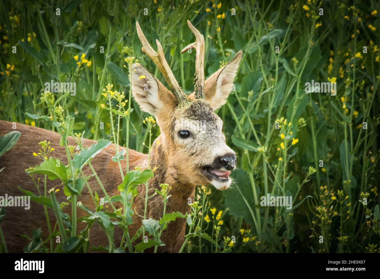 Roe species hi-res stock photography and images - Alamy