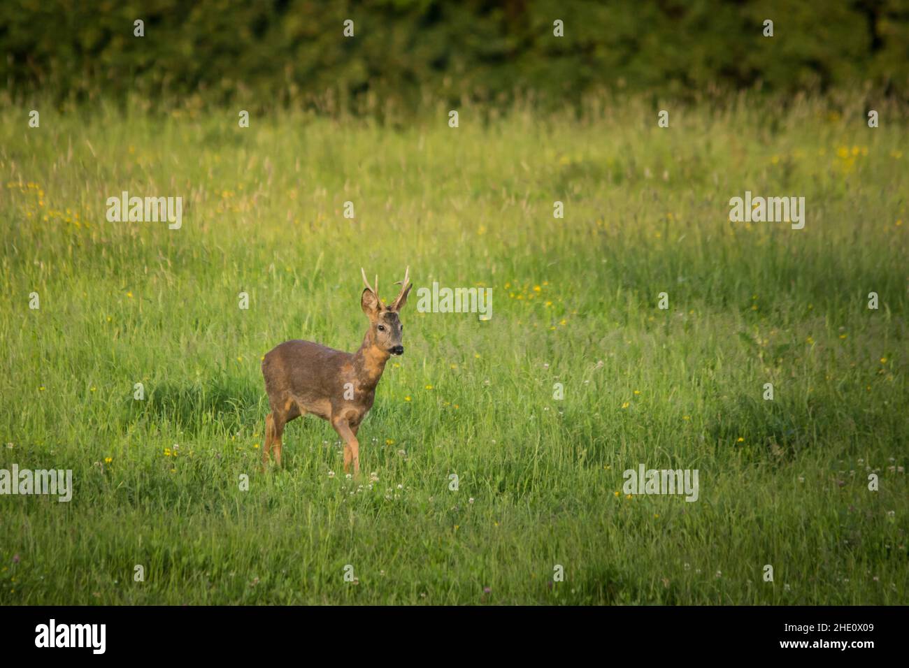Roe species hi-res stock photography and images - Alamy