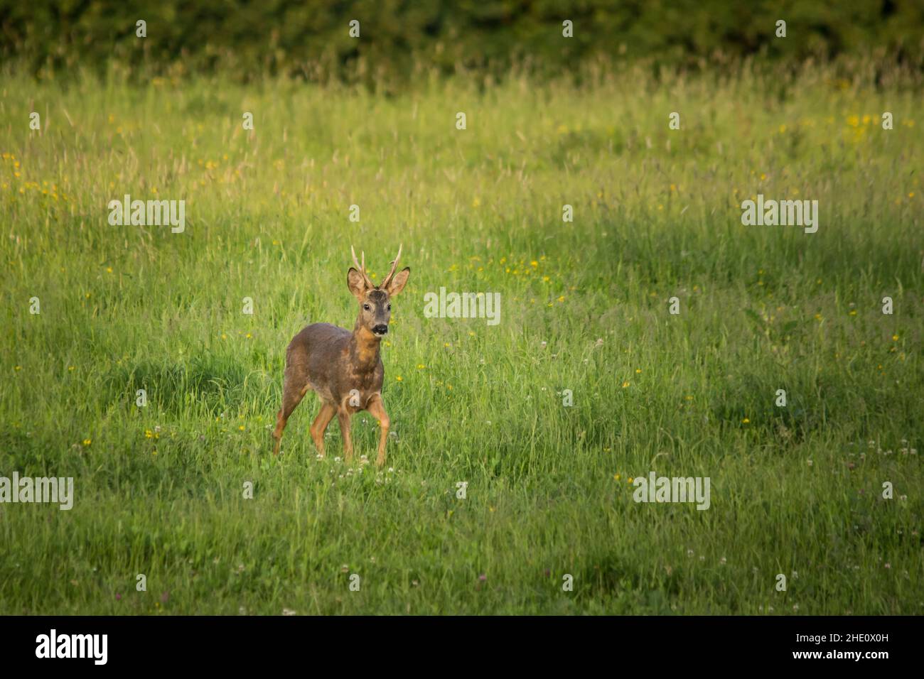 Roe species hi-res stock photography and images - Alamy