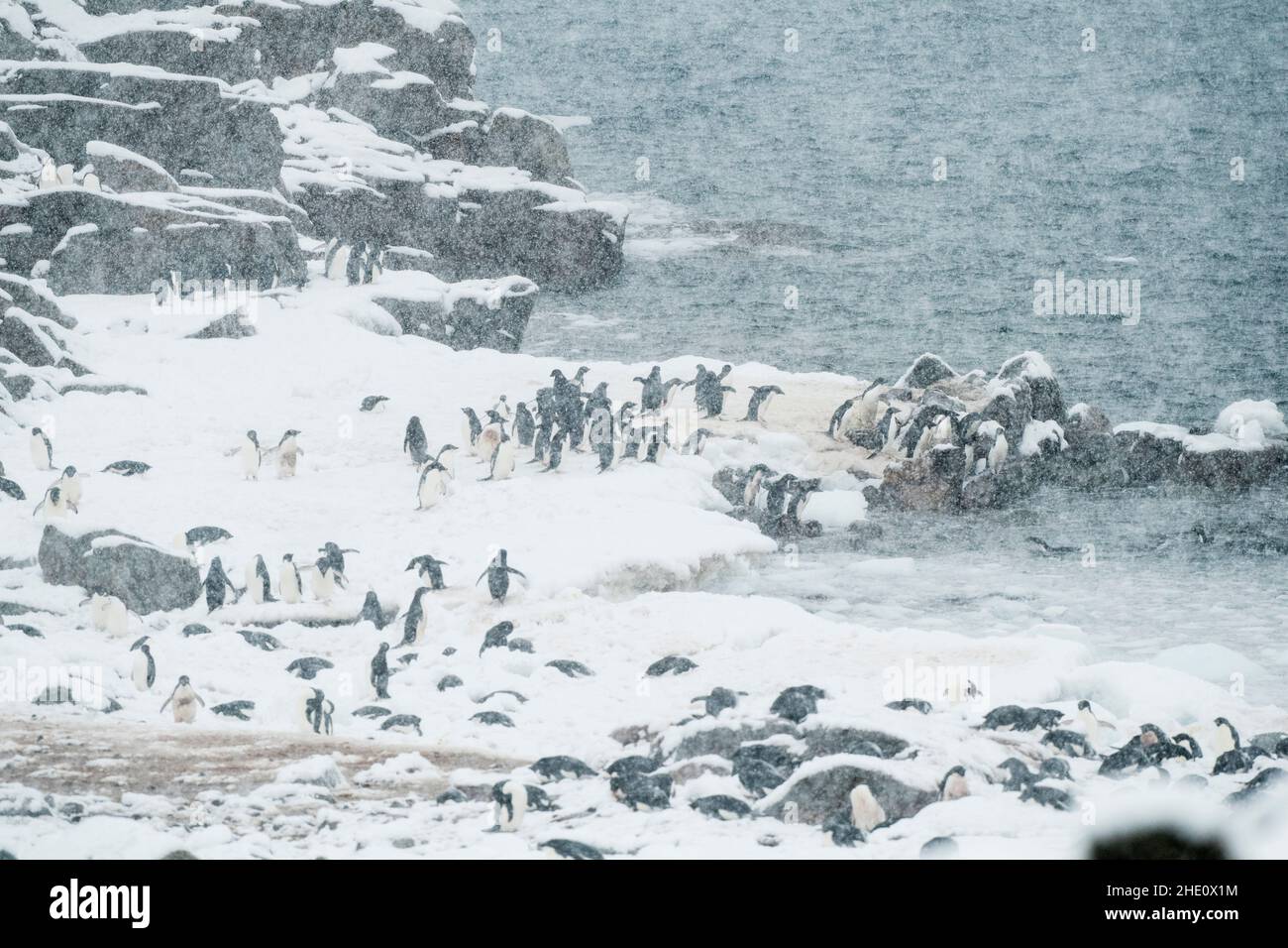 Snow falls on an Adelie penguin colony at Red Rock Ridge, Antarctica ...