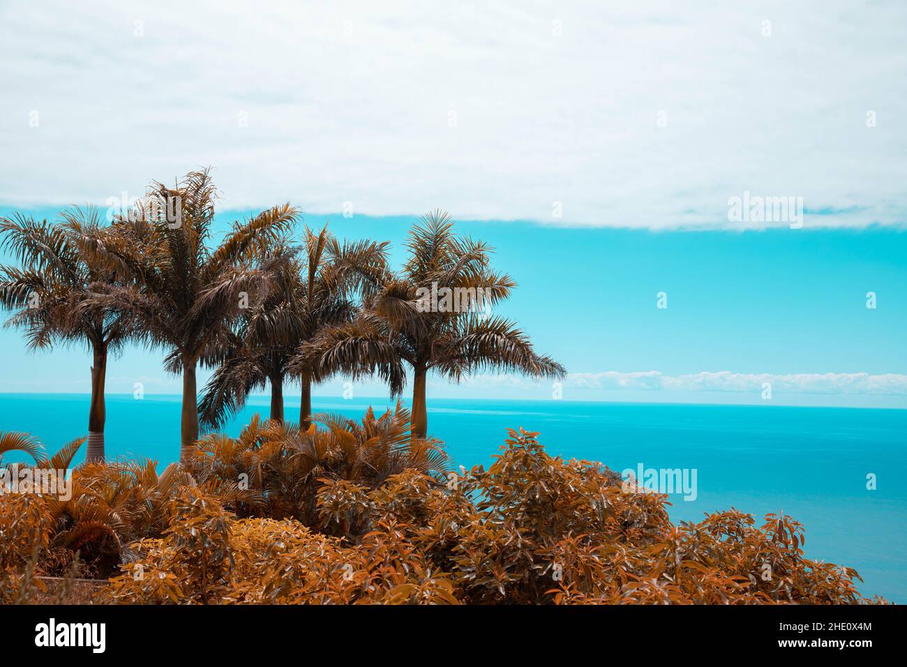 Palm tree shot with blue sky and ocean in the background Stock Photo ...