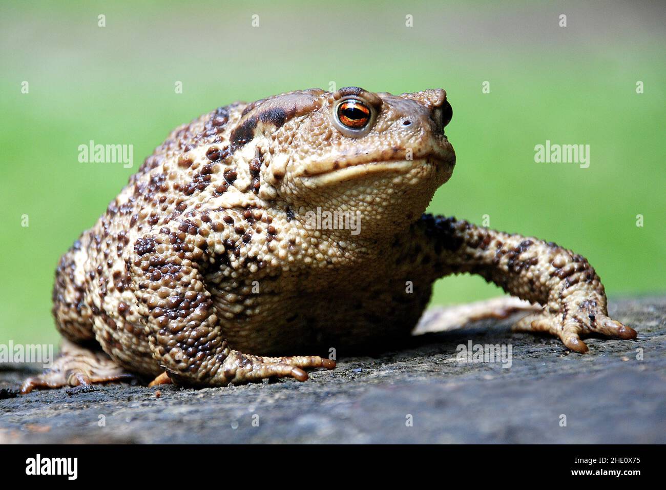 Ropucha obecná (Bufo bufo) european toad amphibian, animal, bad ...