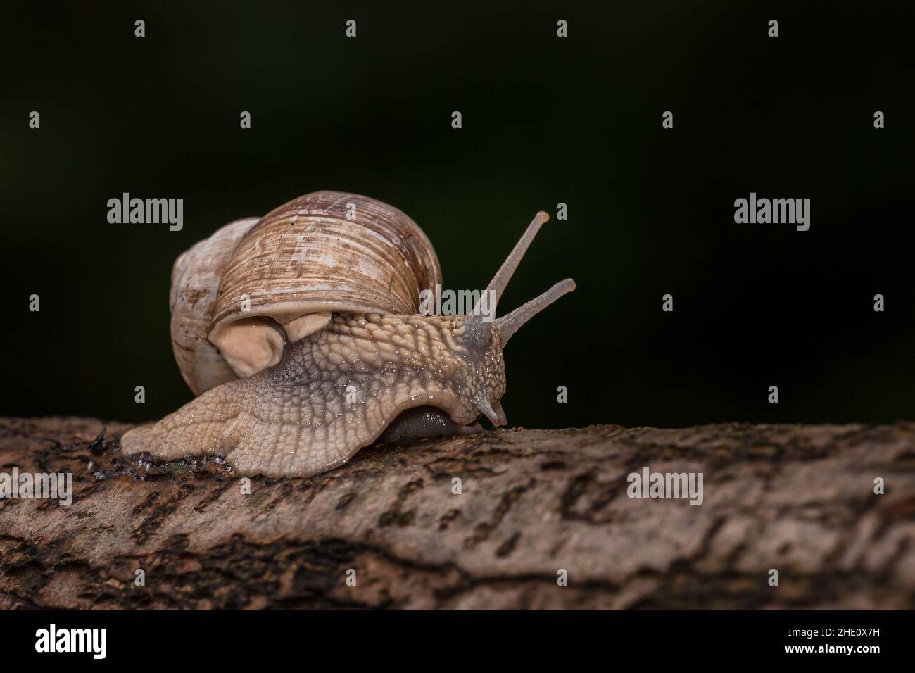 Closeup of a Roman snail crawling on the rough surface Stock Photo - Alamy