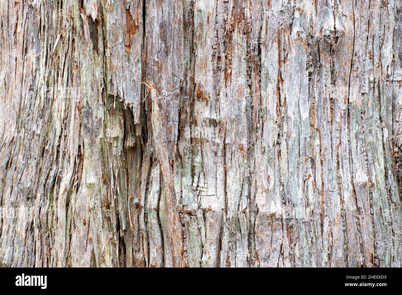 Tree Trunk Background for art or sreen saver Stock Photo - Alamy