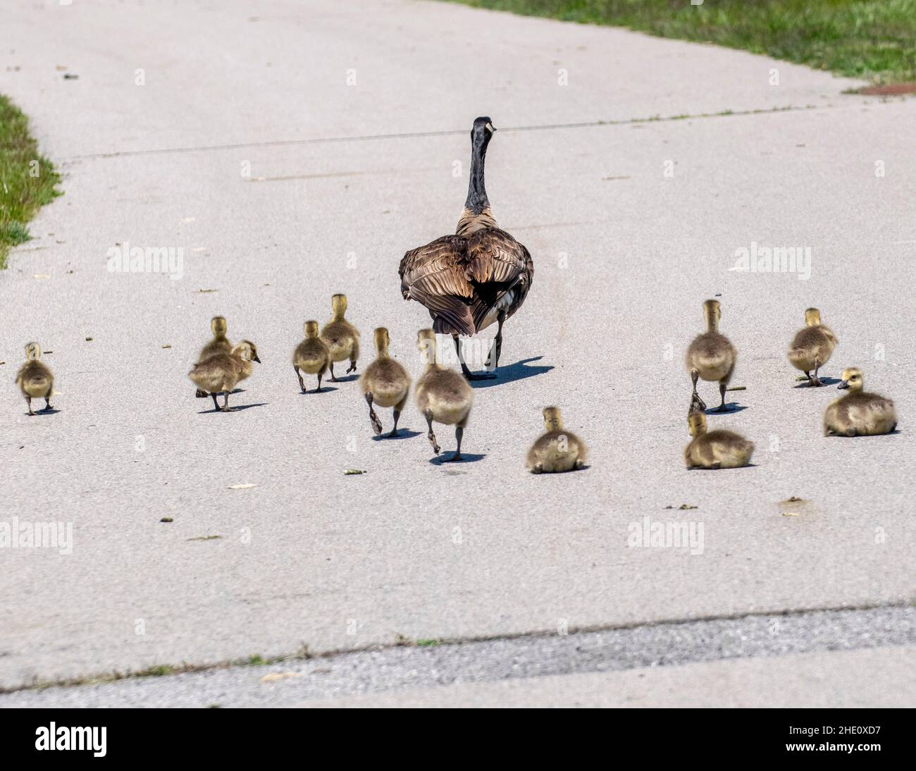 Canadian Geese Family walking down a road in the spring Stock Photo - Alamy