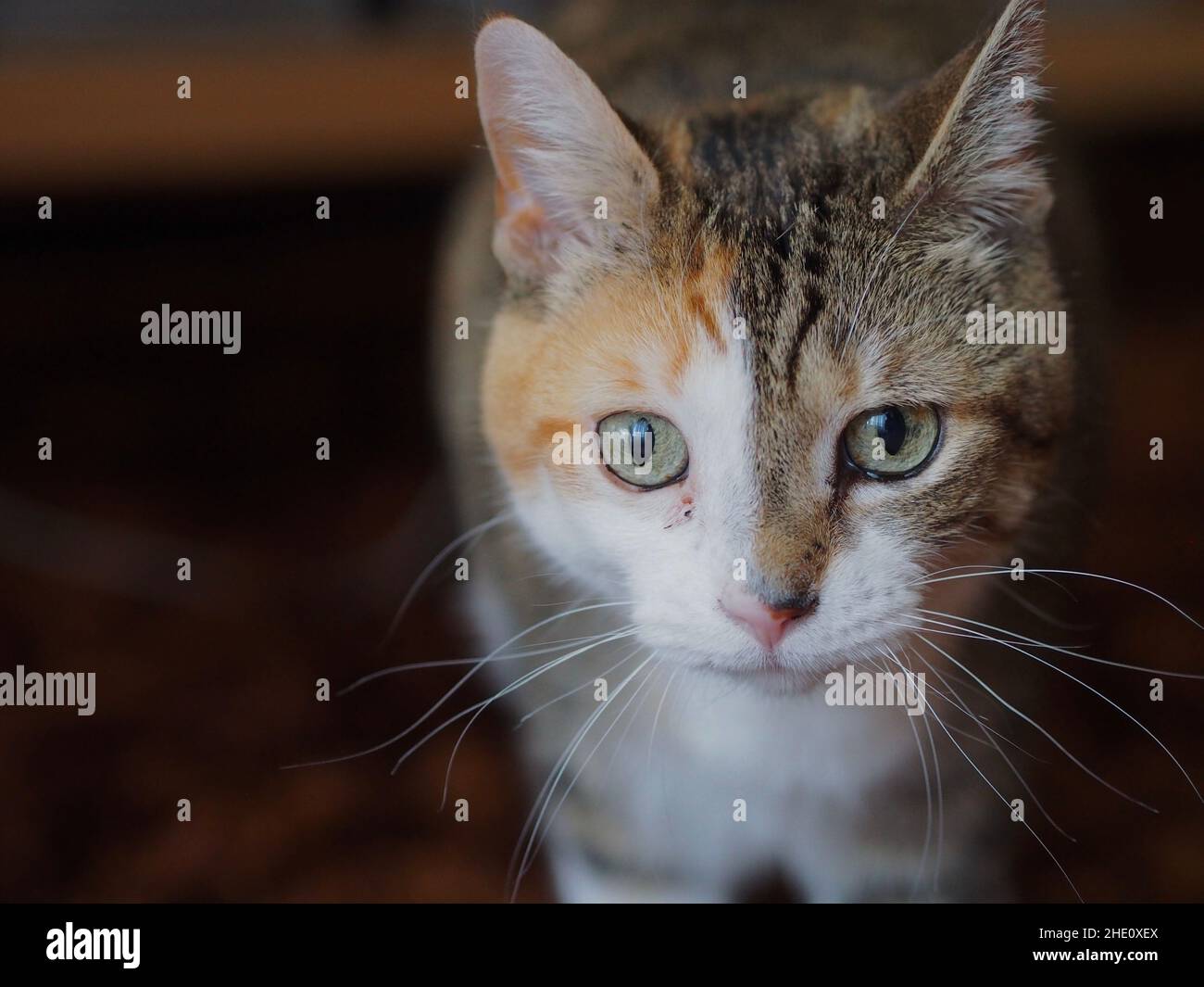 Closeup of a cute brown tabby cat face with adorable whiskers looking ...