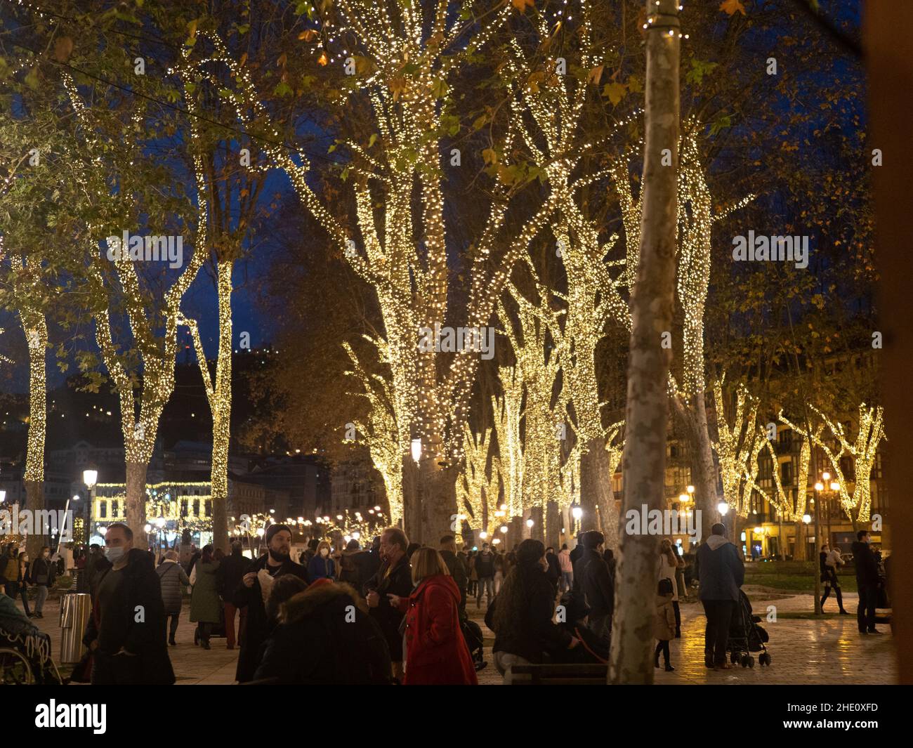 Crowd of trees hi-res stock photography and images - Alamy