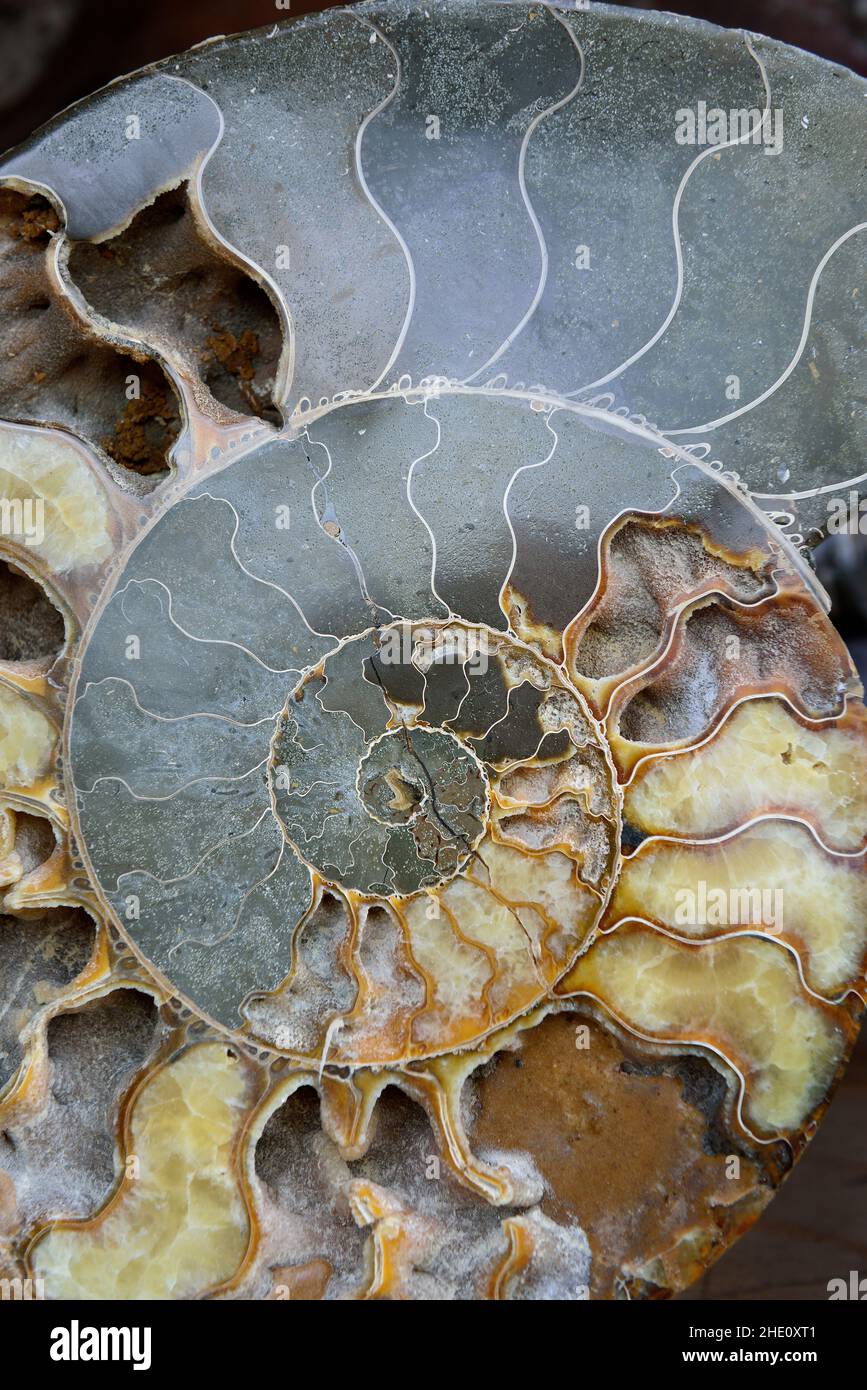Nautilus fossil hi-res stock photography and images - Alamy