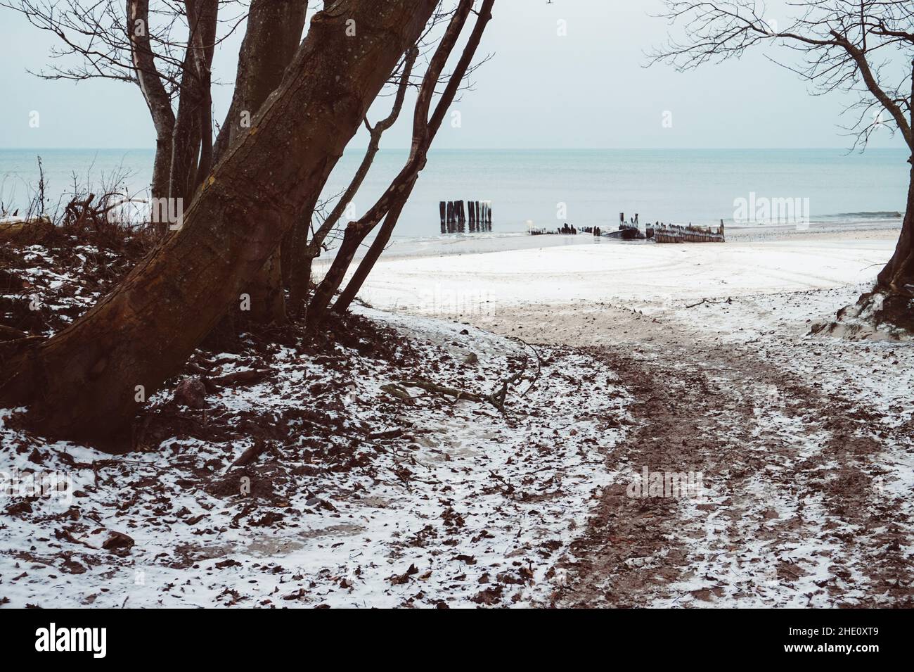 Tree on a beach in winter, Baltic Sea Stock Photo - Alamy