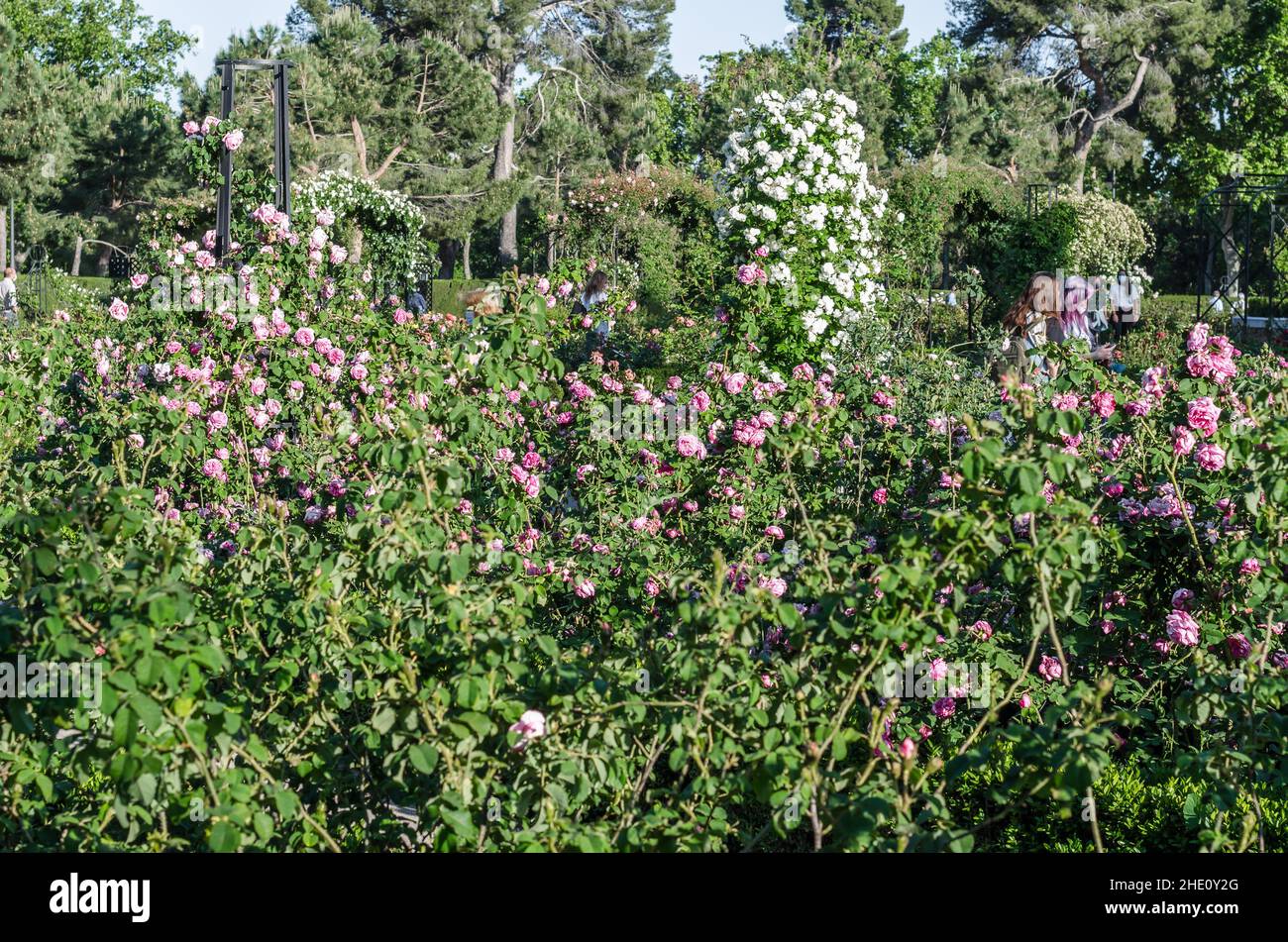 MADRID, SPAIN - MAY 7, 2021: People visiting the rose garden during ...