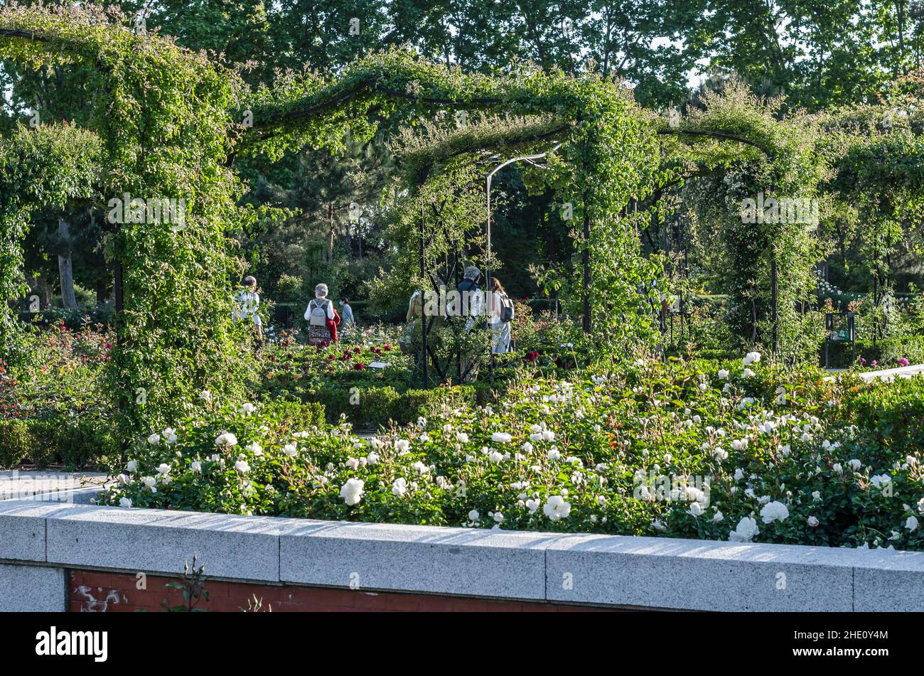 MADRID, SPAIN - MAY 7, 2021: People visiting the rose garden during ...