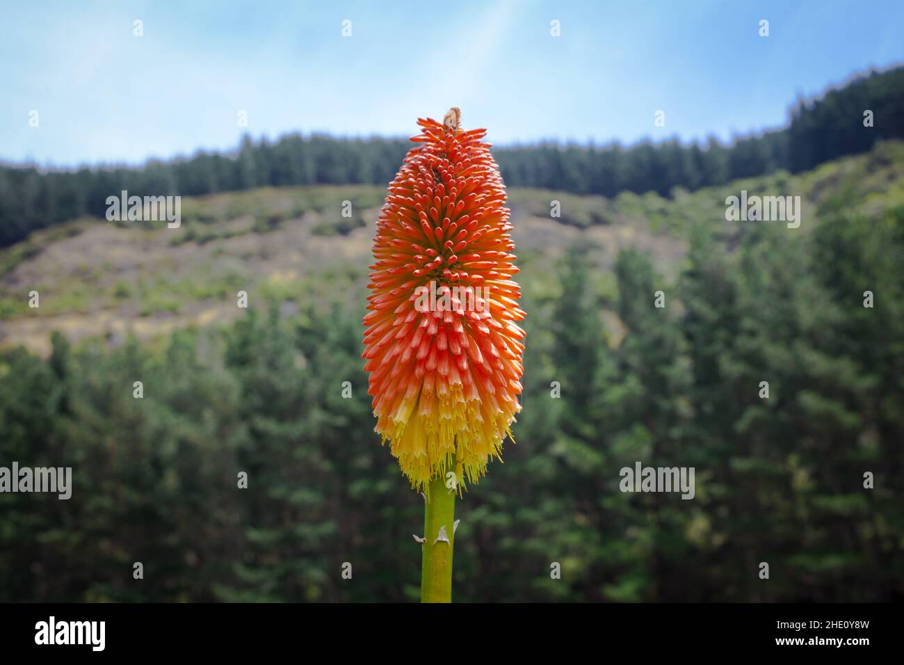 Sore flower plants hi-res stock photography and images - Alamy