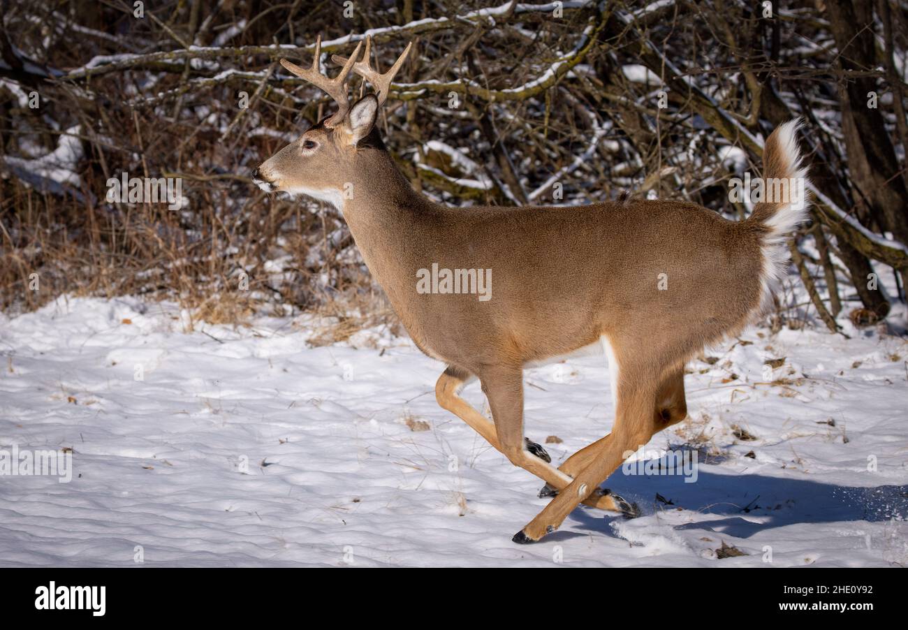 Thorold's deer hi-res stock photography and images - Alamy