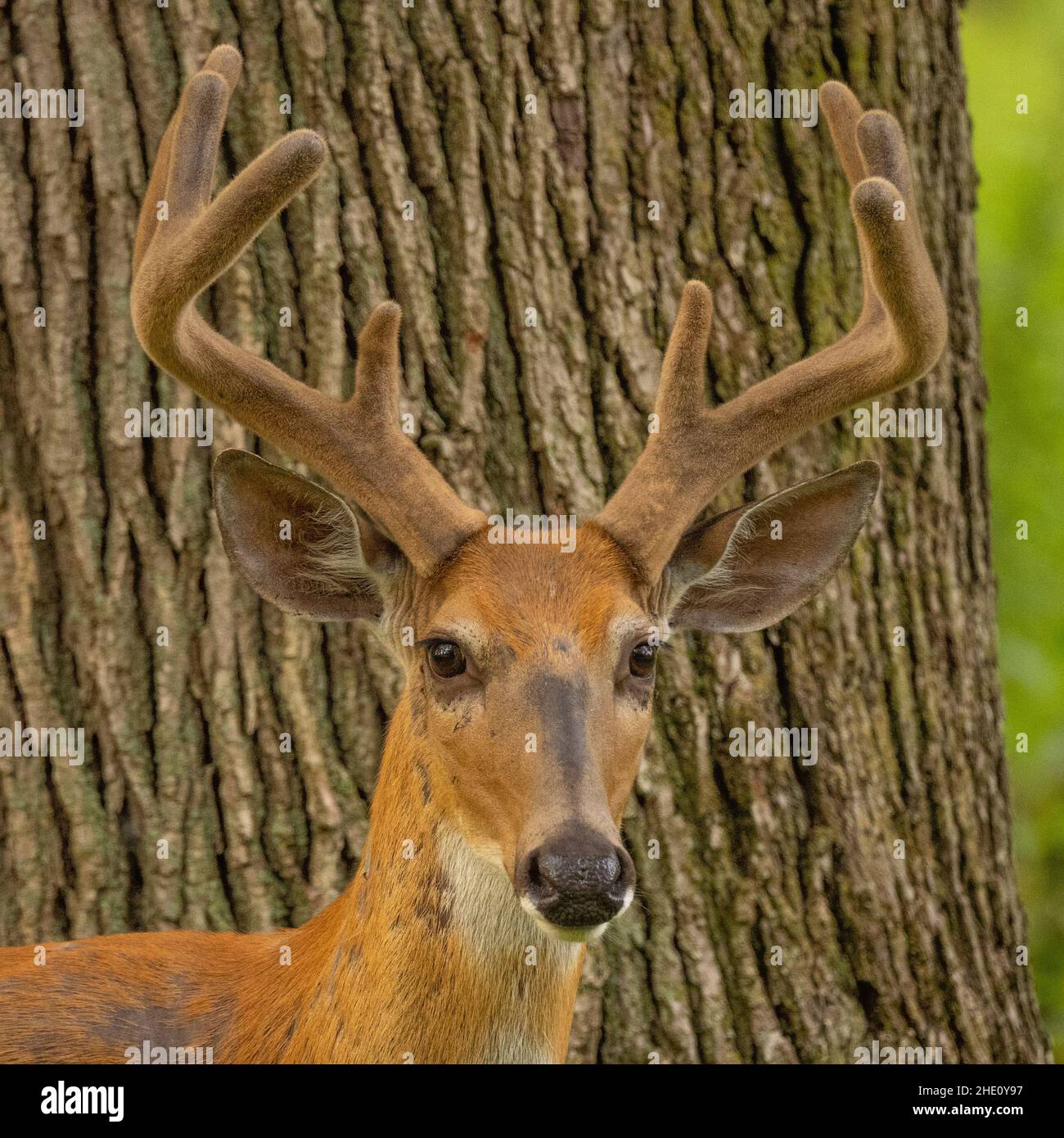 Beautiful brown deer with a tree trunk on the background in the field ...