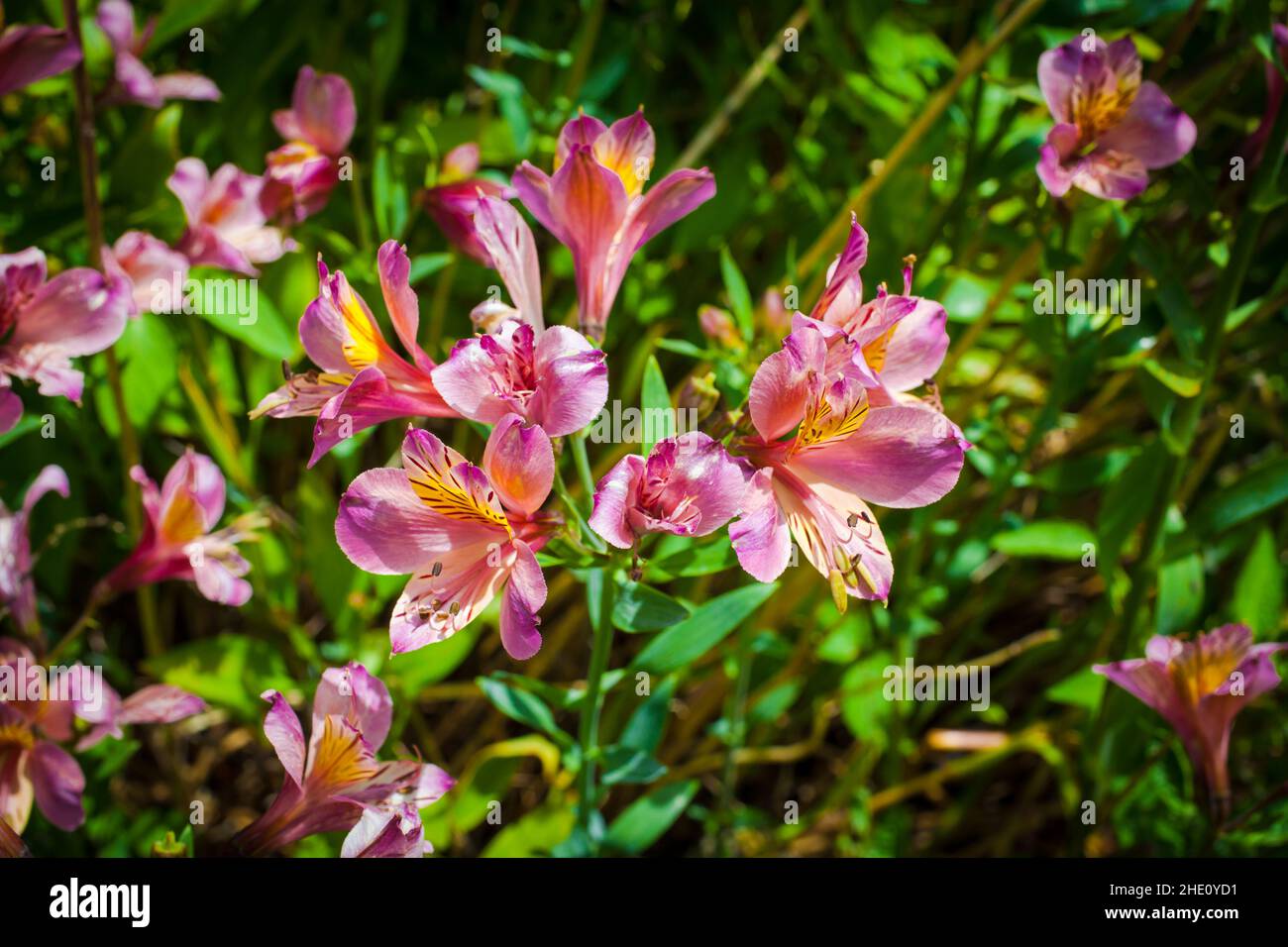 Common sights in New Zealand: beautiful flowers Stock Photo - Alamy