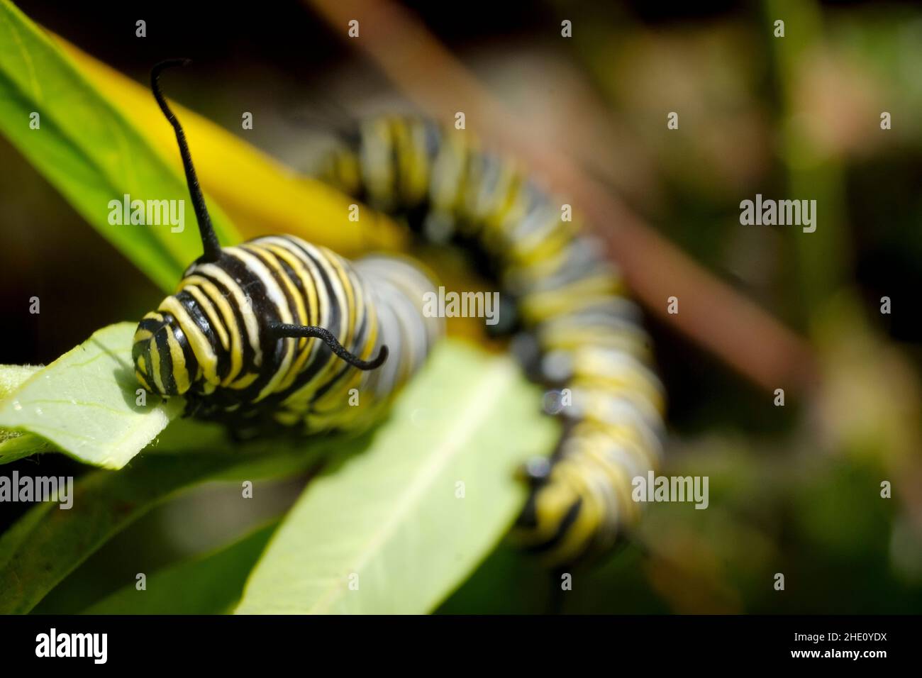 Striped larvae of monarch butterfly feeding Stock Photo - Alamy