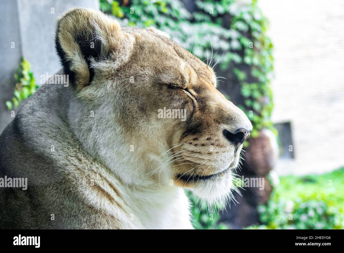 Close-up shot of a lioness resting with its eyes closed on a blurred background Stock Photo - Alamy