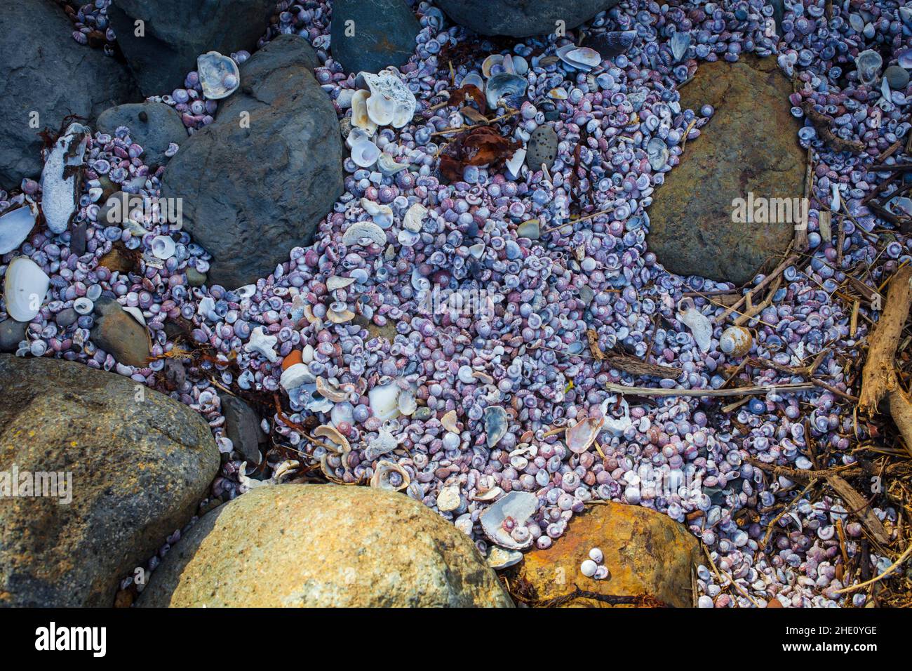 Sights along the beach in a secluded Bay, South Island, New Zealand ...