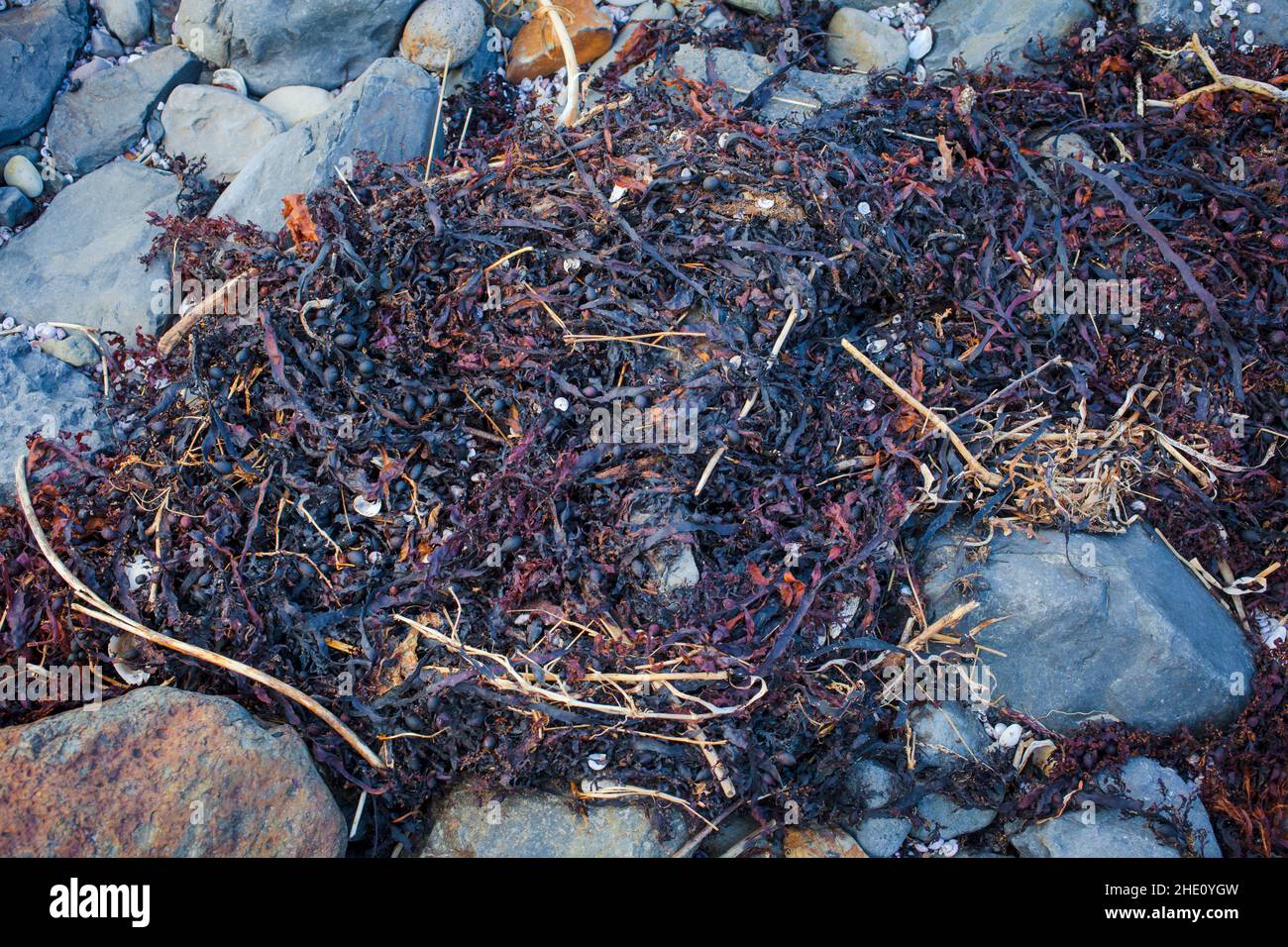 Sights along the beach in a secluded Bay, South Island, New Zealand ...