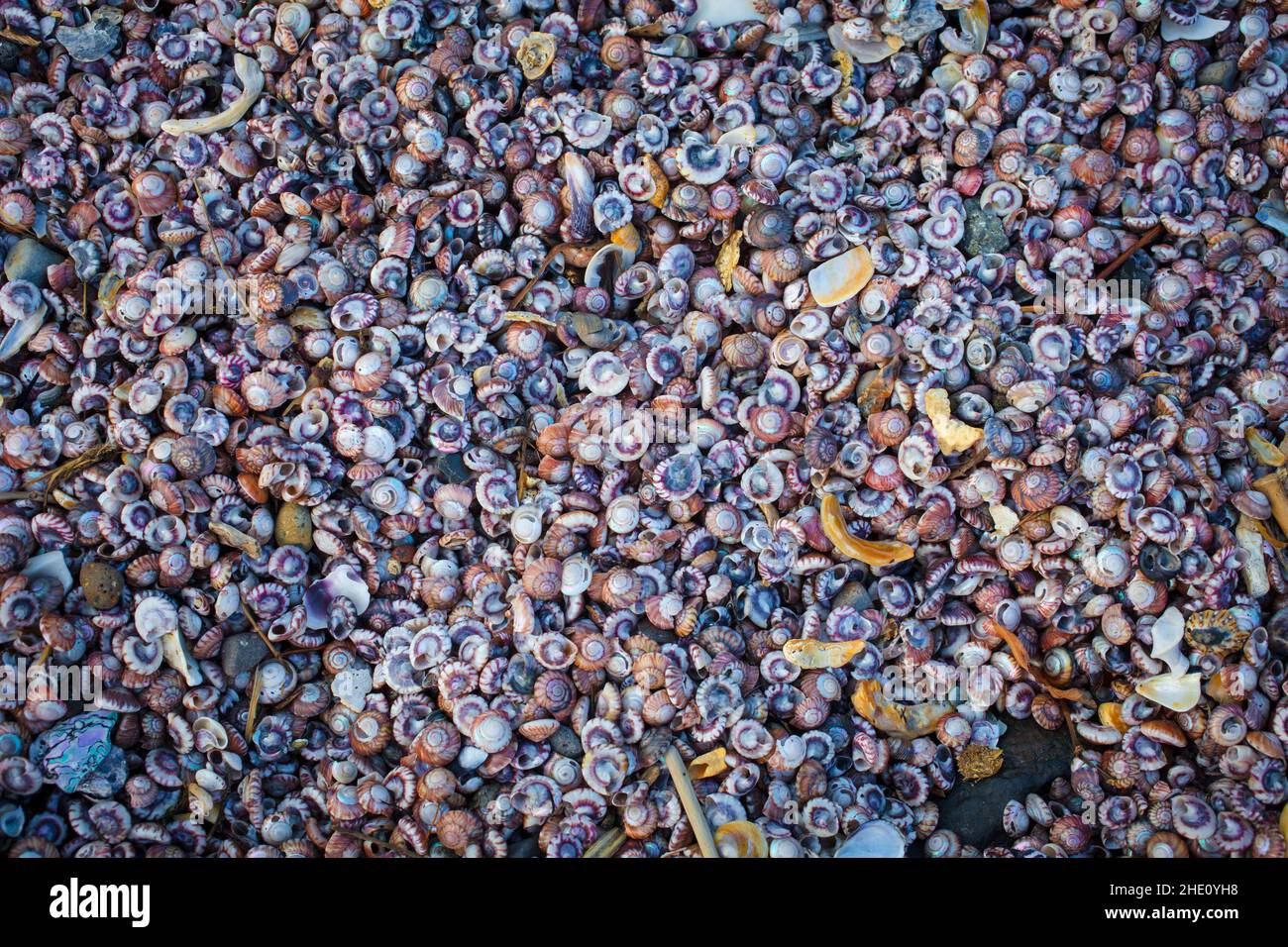 Sights along the beach in a secluded Bay, South Island, New Zealand ...