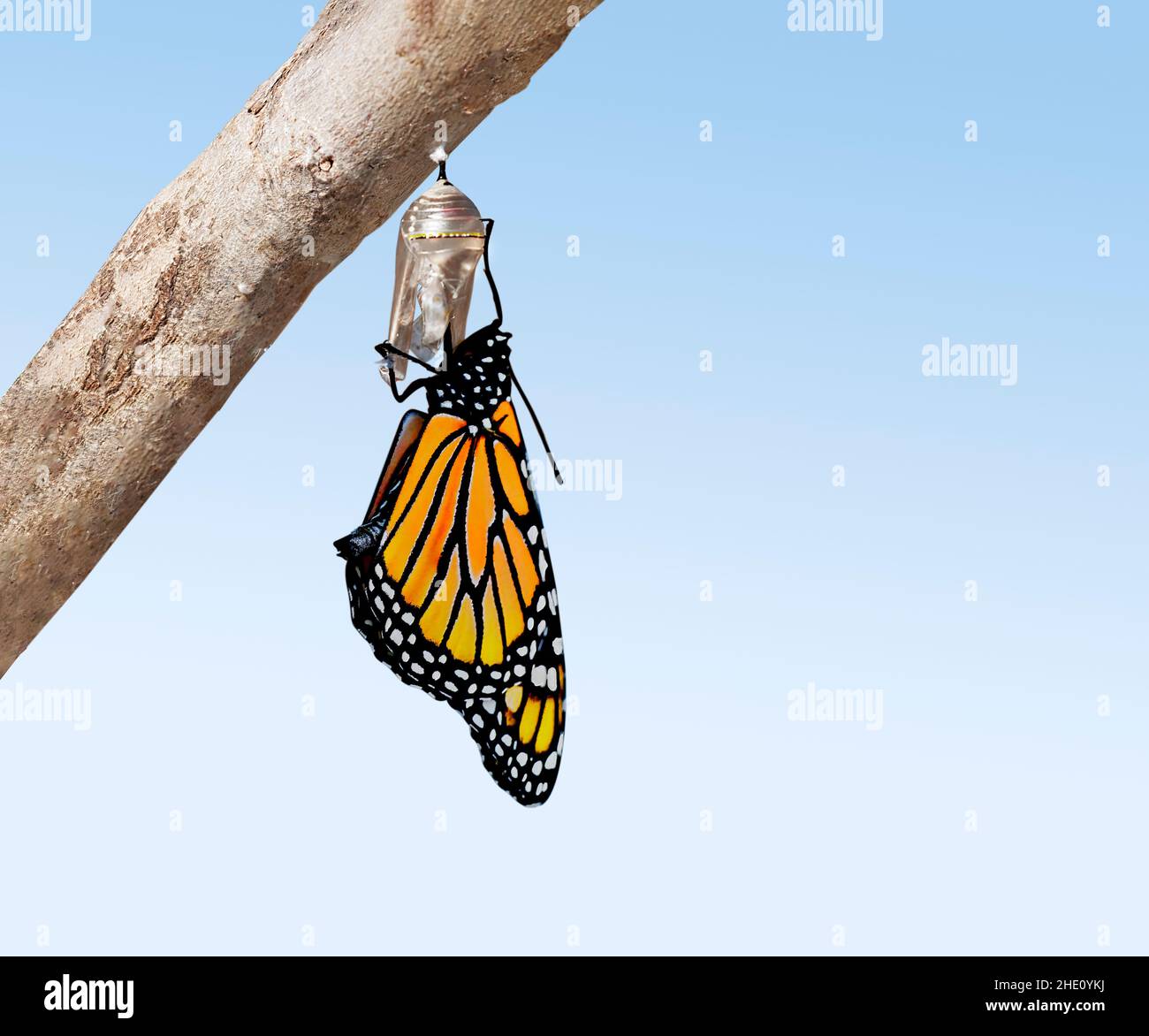 Monarch butterfly (danaus plexippus) clinging to the chrysalis cocoon ...