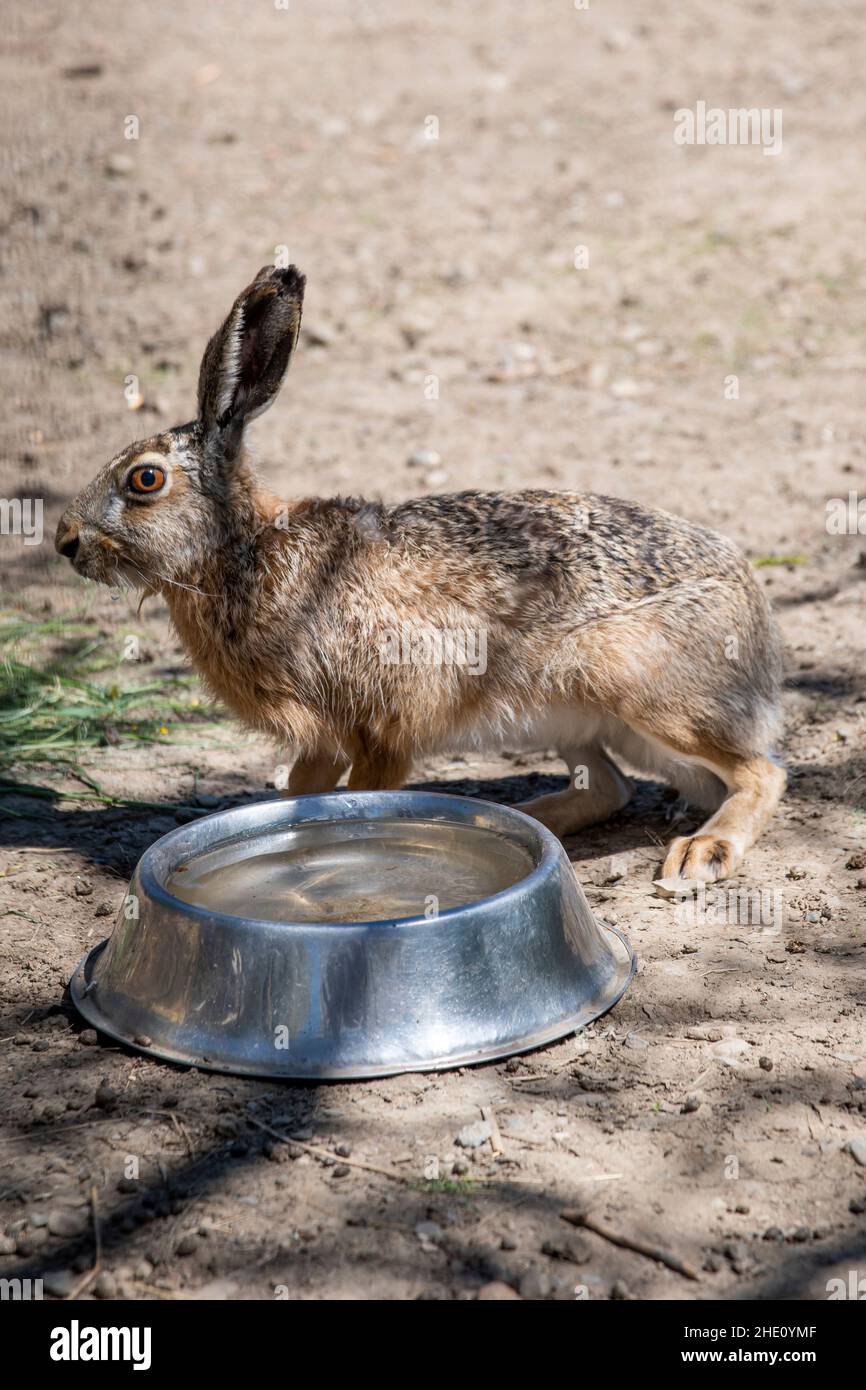 Fluffy brown grey rabbit with big orange red eye, big ears next to bowl ...