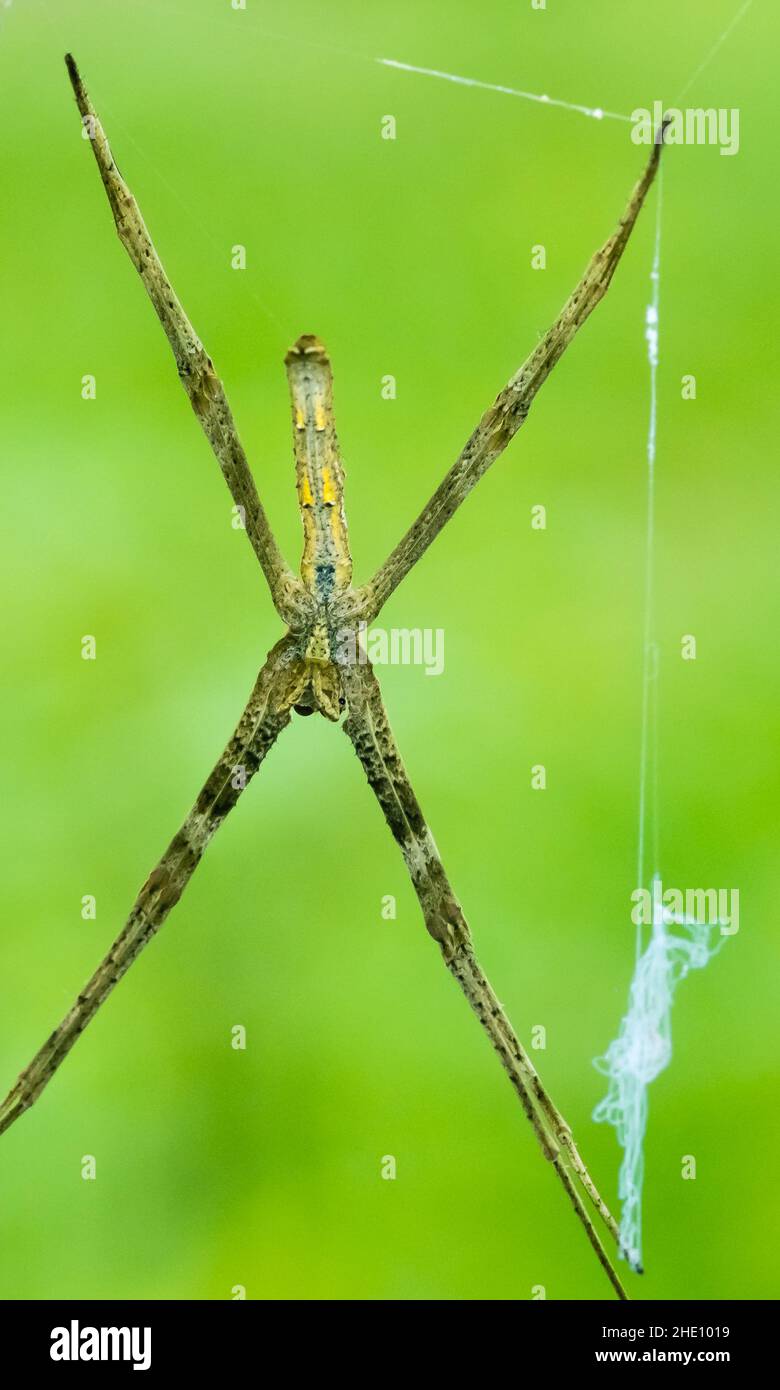 Rufous Net-casting spider in Australia Stock Photo - Alamy
