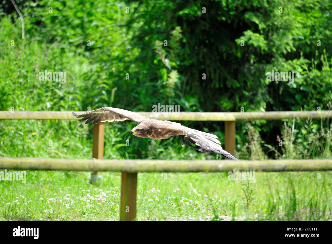 Steppe Eagle (Aquila nipalensis) .Falconry in Germany Stock Photo - Alamy