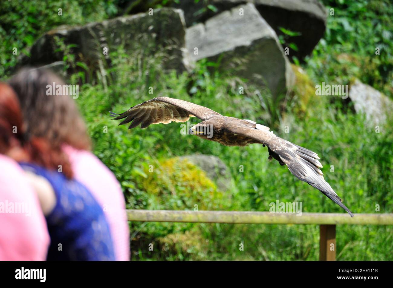 Steppe Eagle (Aquila nipalensis) .Falconry in Germany Stock Photo - Alamy