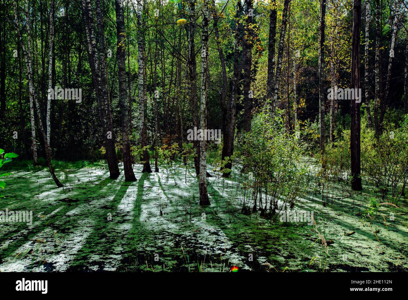Overgrown swamp in the forest. Natural landscape Stock Photo - Alamy