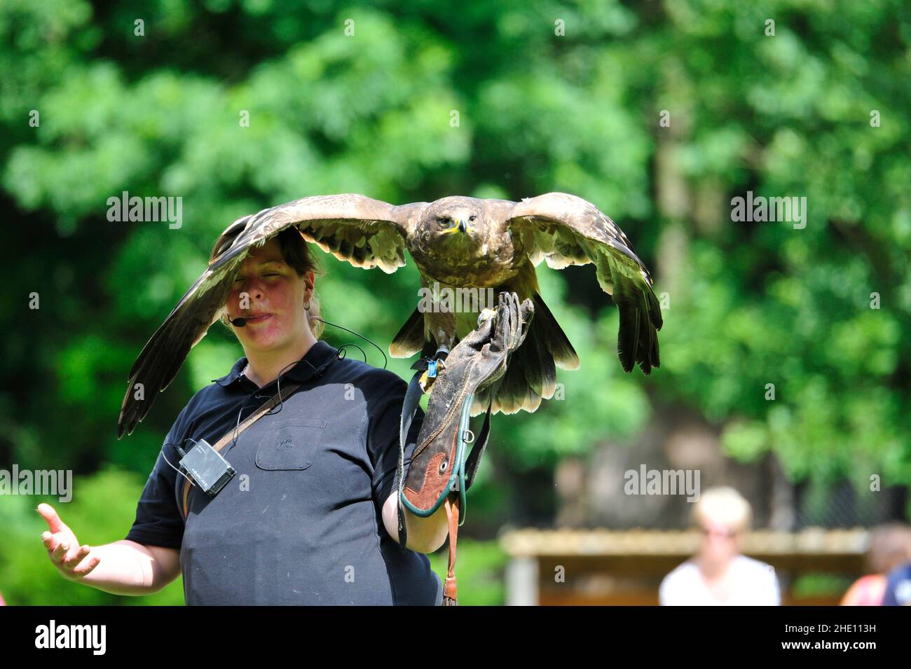 Falconry In Germany: A Fascinating World Of Raptors And Tradition – IAHPB