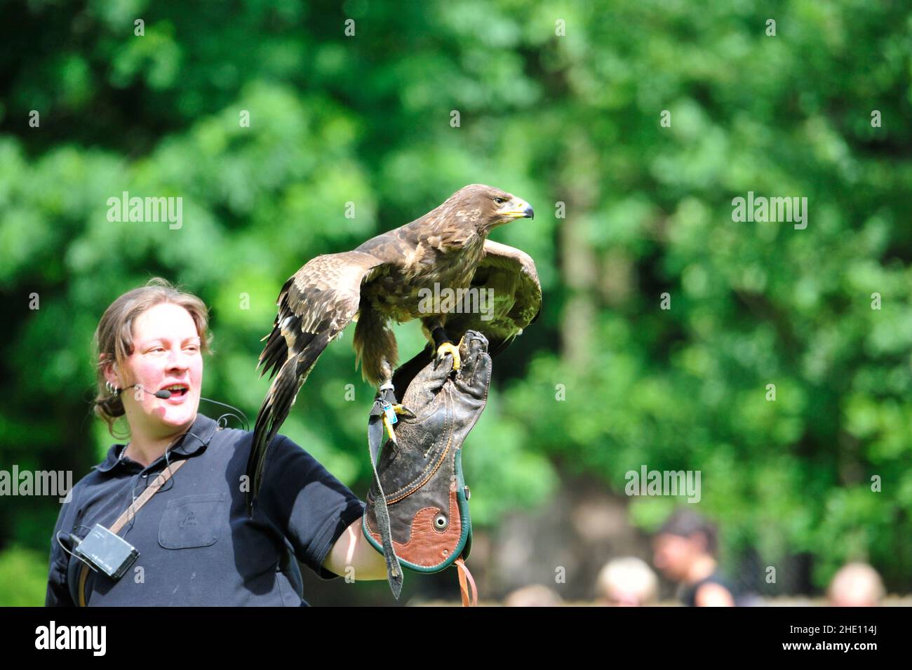 Steppe Eagle (Aquila nipalensis) .Falconry in Germany Stock Photo - Alamy