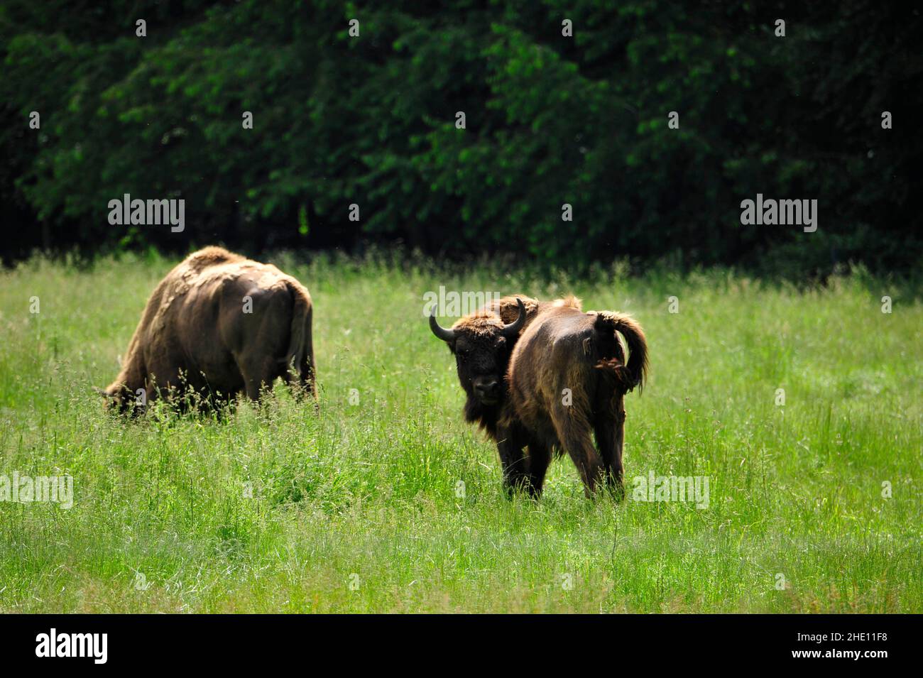 European Bison Wisent (Bison bonasus Stock Photo - Alamy