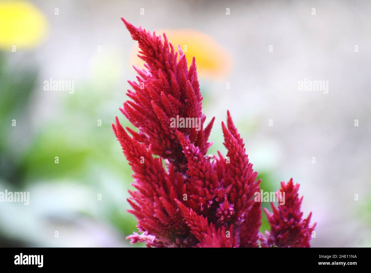 Closeup shot of a beautiful red Silver Cockscomb flower in the garden ...