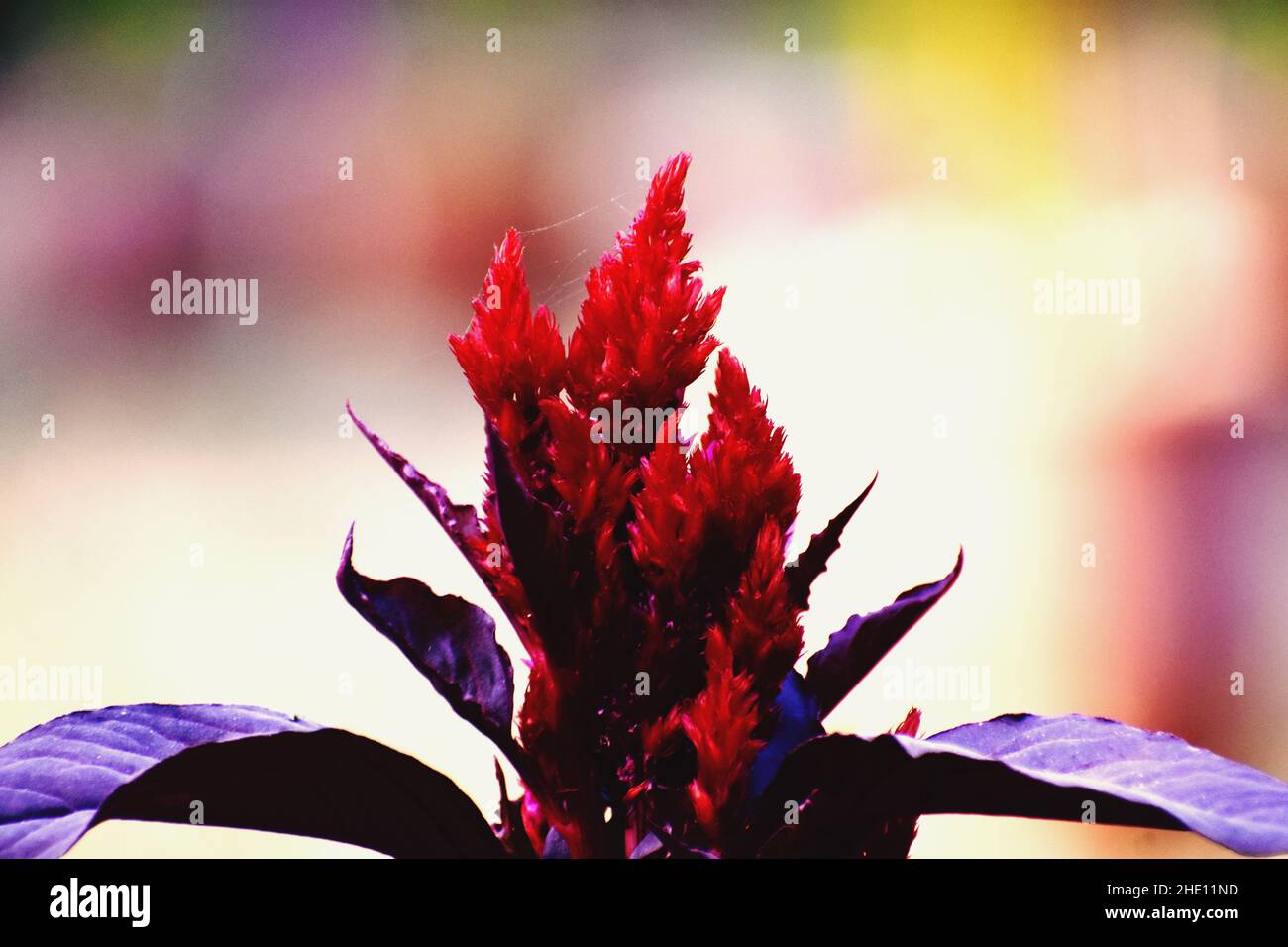 Silver cockscomb hi-res stock photography and images - Alamy