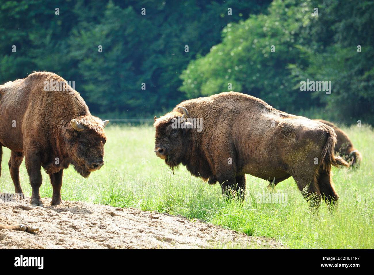 European Bison Wisent (Bison bonasus Stock Photo - Alamy