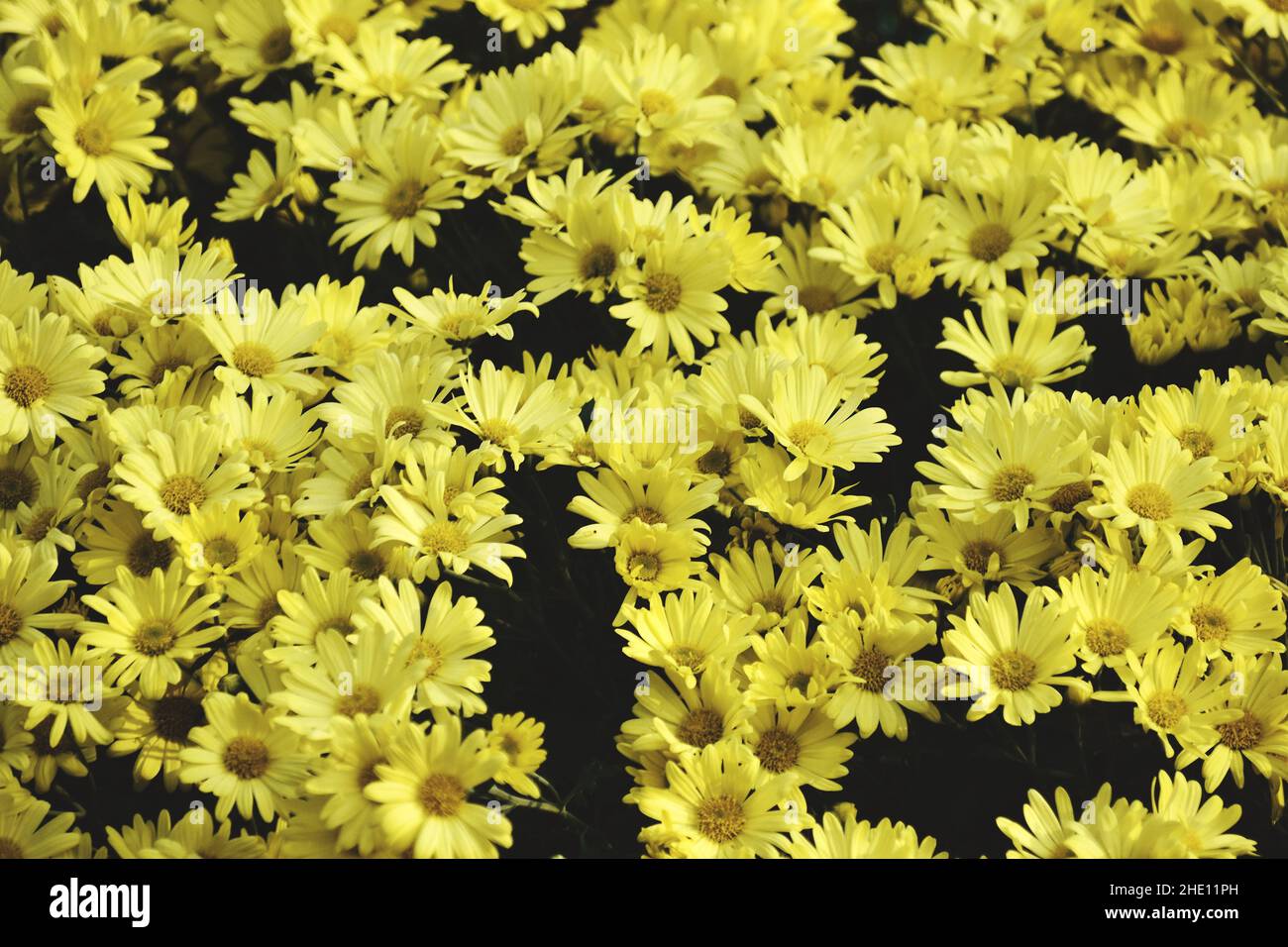 Yellow mums hi-res stock photography and images - Alamy