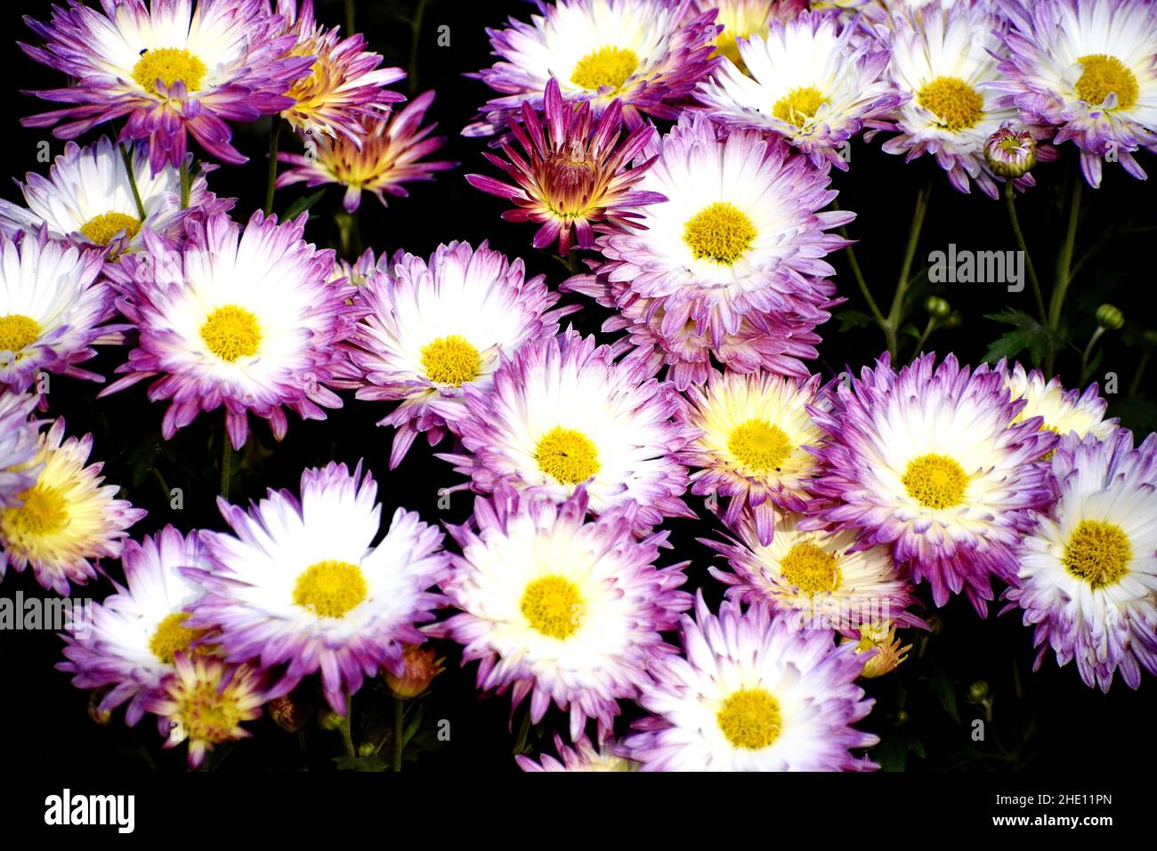 Closeup shot of beautiful Rosy sunray flowers with white and purple ...