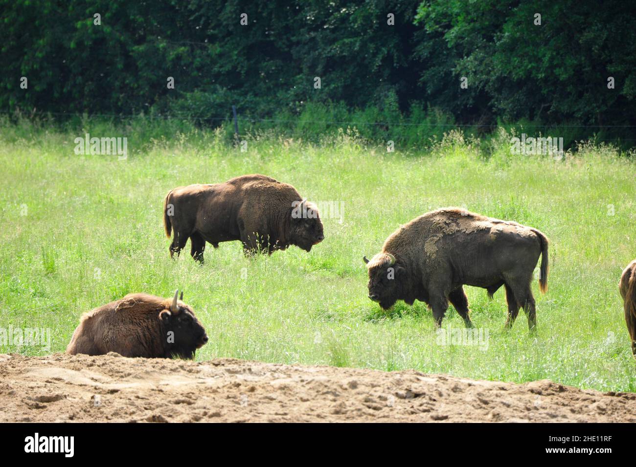 European Bison Wisent (Bison bonasus Stock Photo - Alamy
