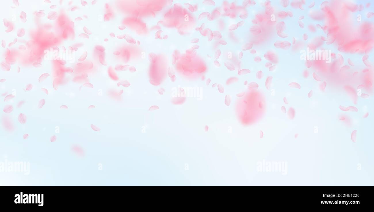 Sakura petals falling down. Romantic pink flowers falling rain. Flying ...