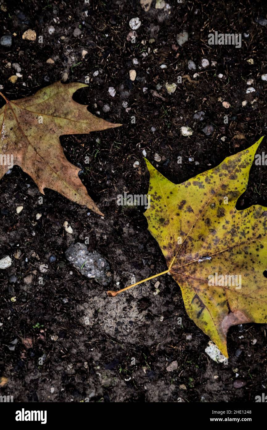 Fallen maple leaves on the ground Stock Photo - Alamy
