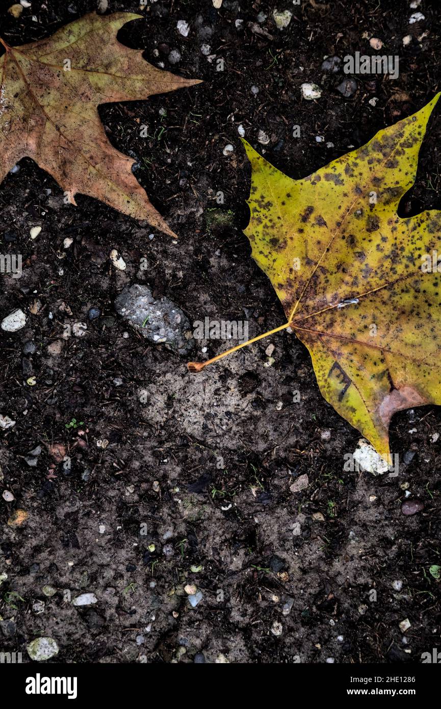 Fallen maple leaves on the ground Stock Photo - Alamy