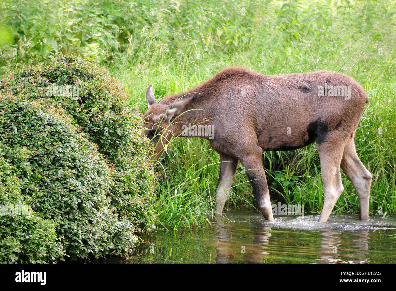 Eurasian elk (Europe Stock Photo - Alamy