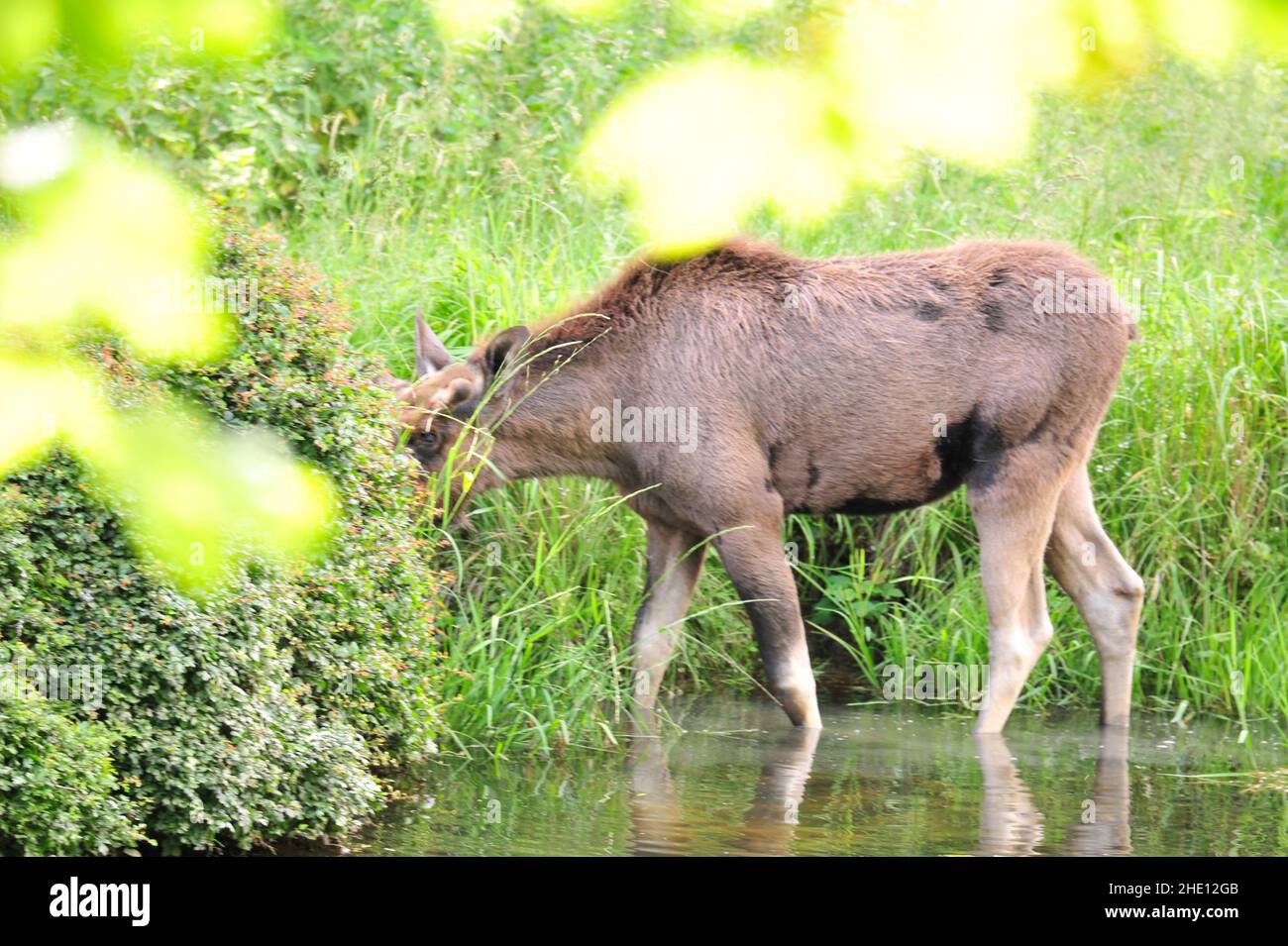 Eurasian elk (Europe Stock Photo - Alamy