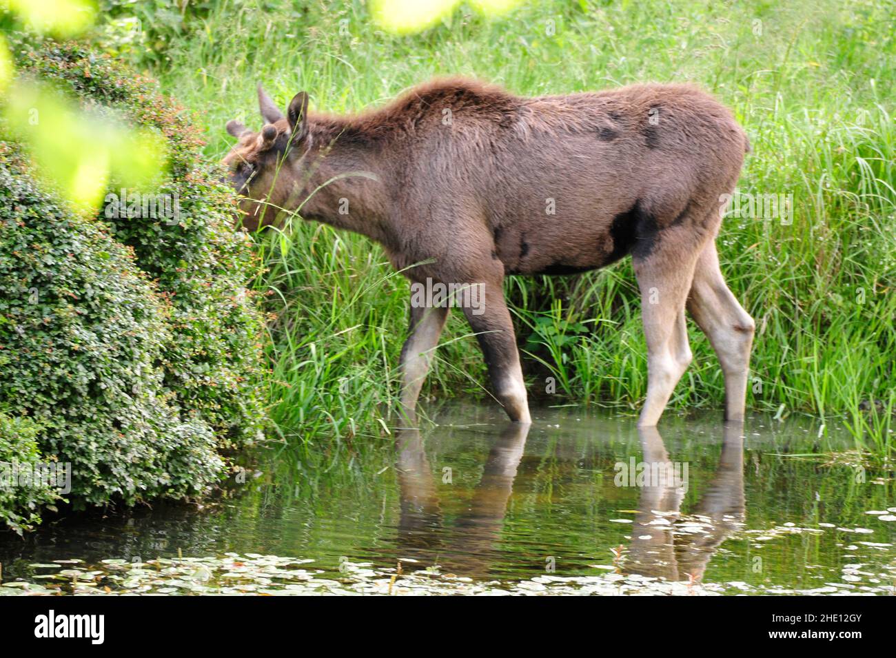 Eurasian elk (Europe Stock Photo - Alamy