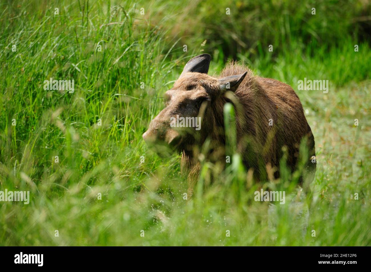 Eurasian elk (Europe Stock Photo - Alamy