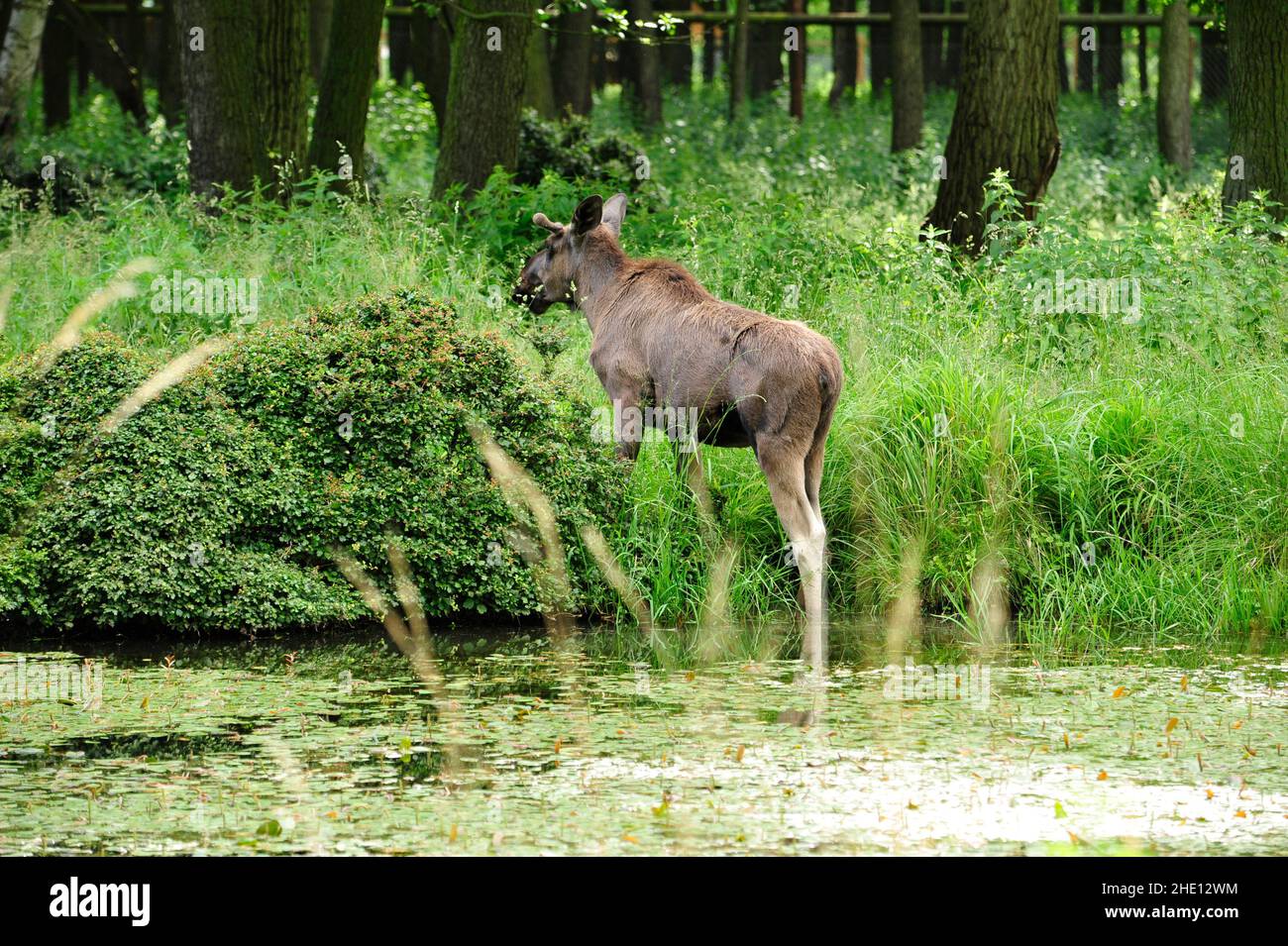 Eurasian elk (Europe Stock Photo - Alamy
