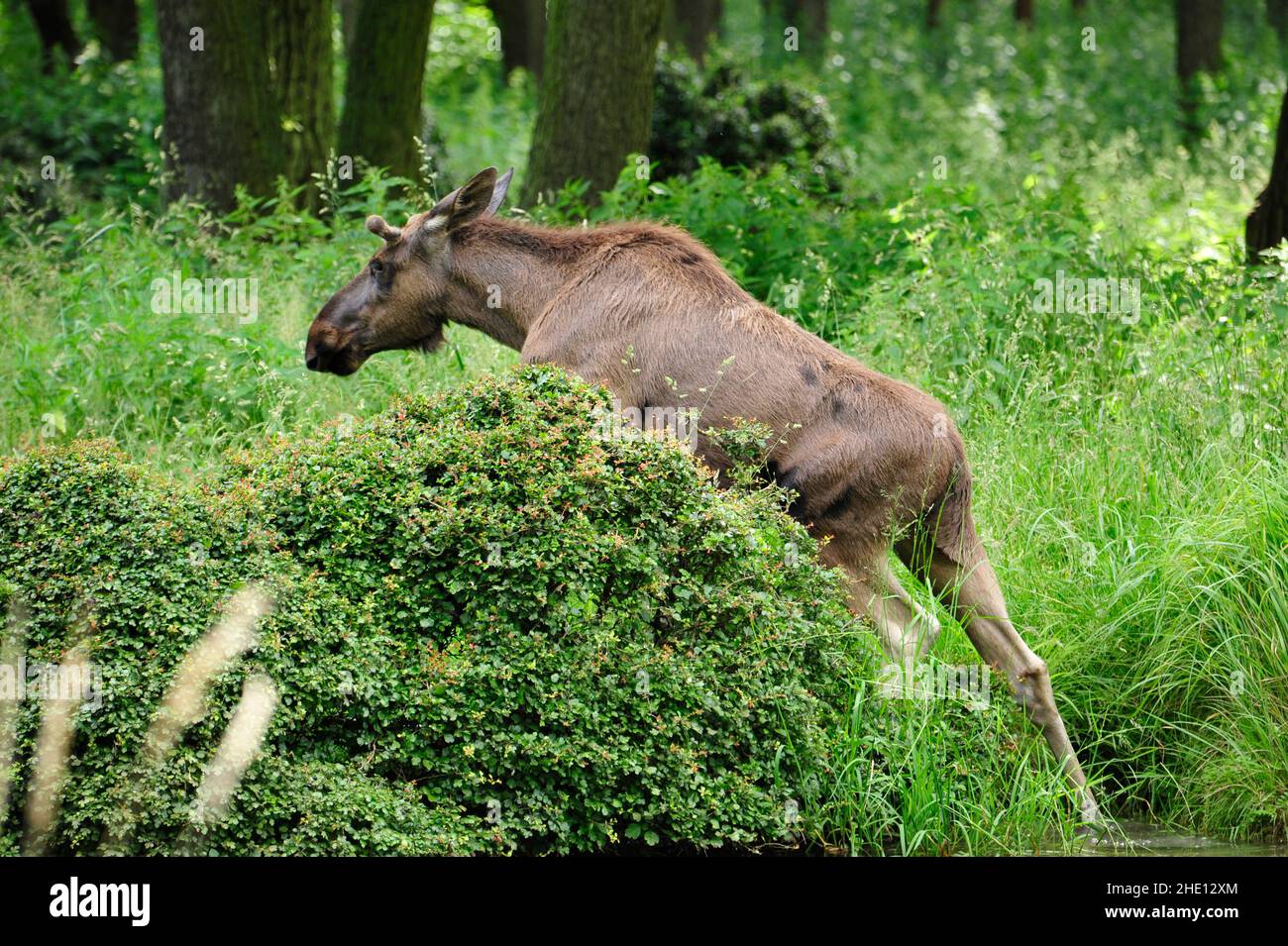 Eurasian elk (Europe Stock Photo - Alamy