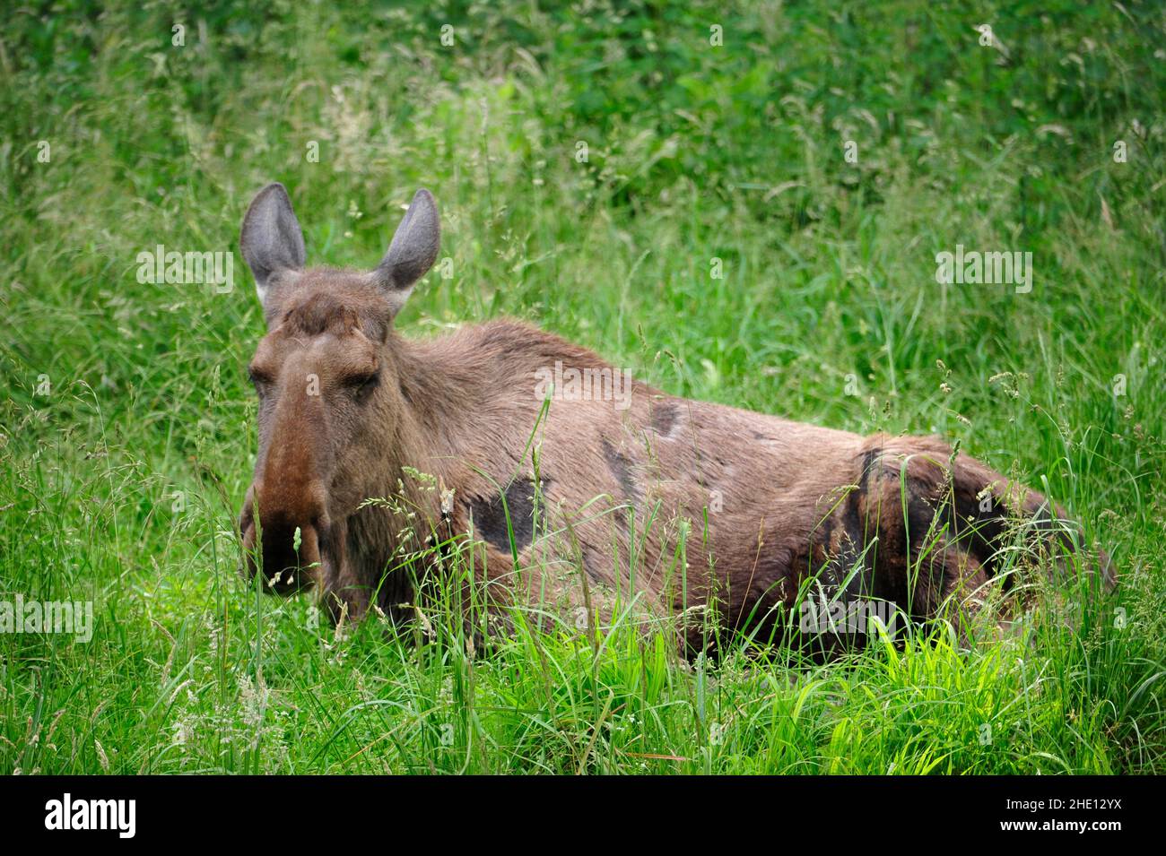 Eurasian elk (Europe Stock Photo - Alamy