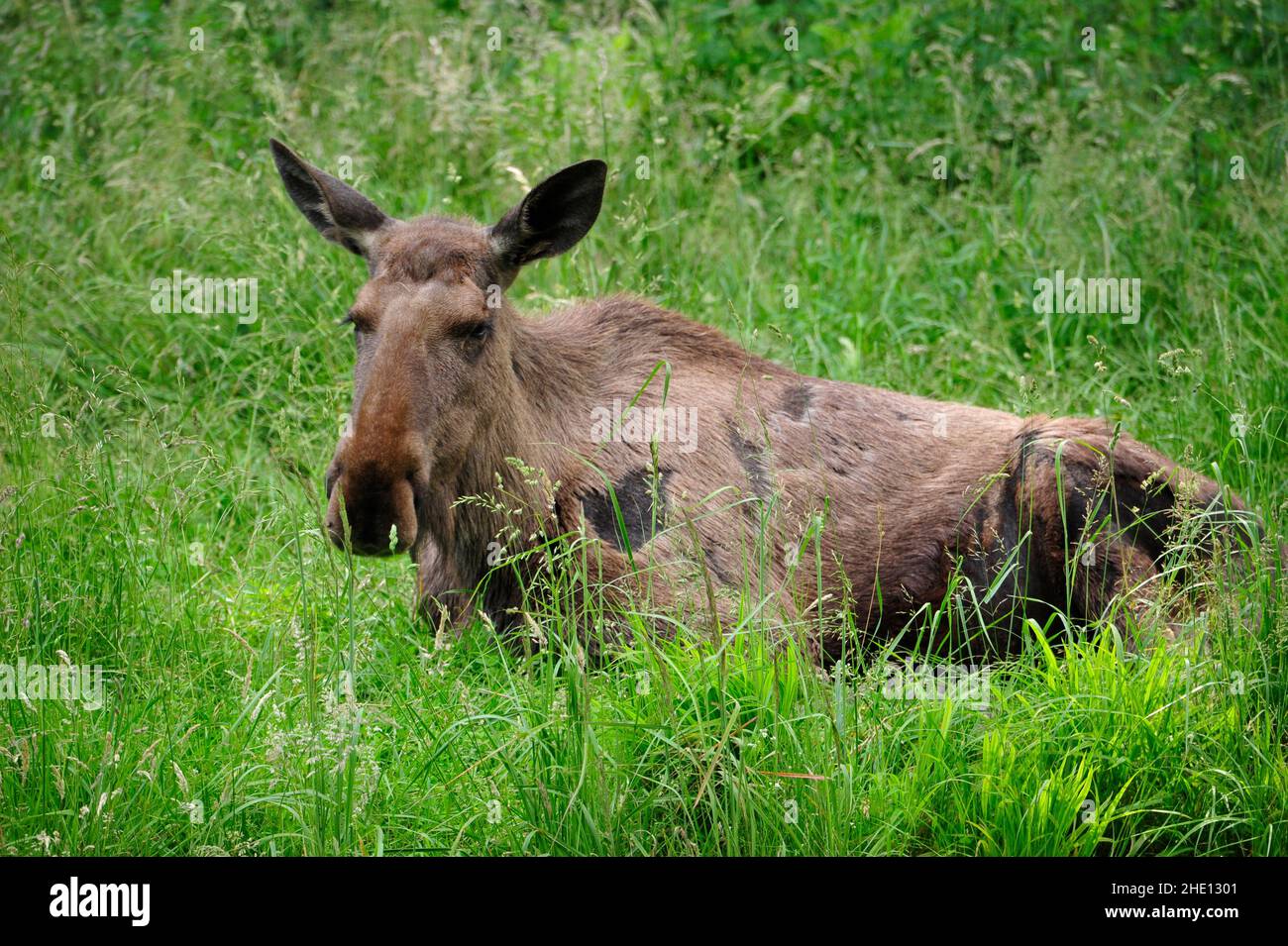 Eurasian elk (Europe Stock Photo - Alamy